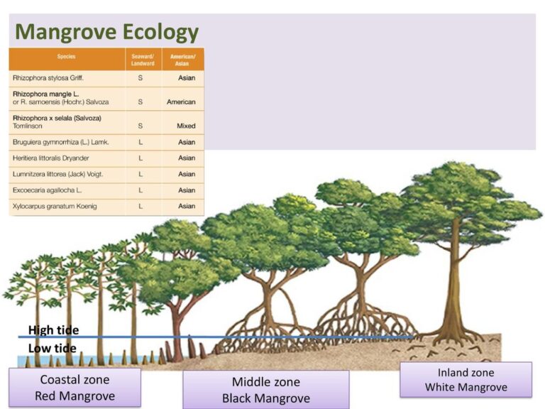 Types of mangrove - My wildlife world