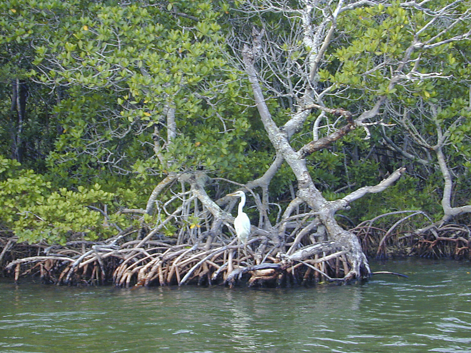 Types of mangrove - My wildlife world