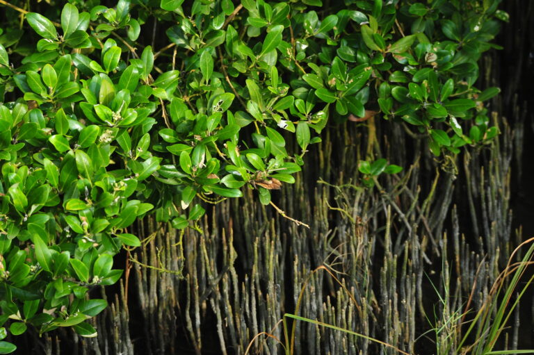 Types of mangrove - My wildlife world