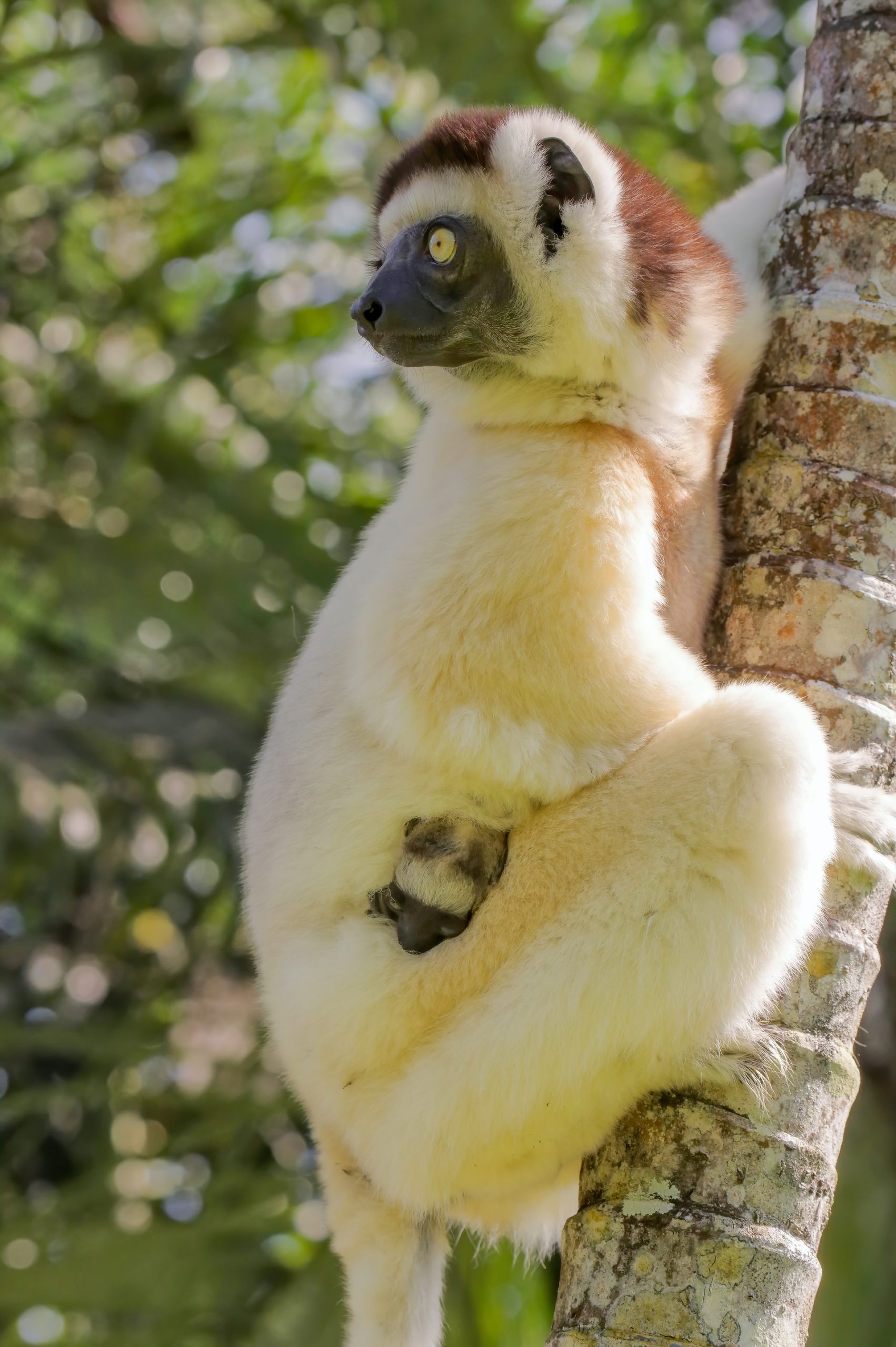 Folivore Animals - My wildlife world