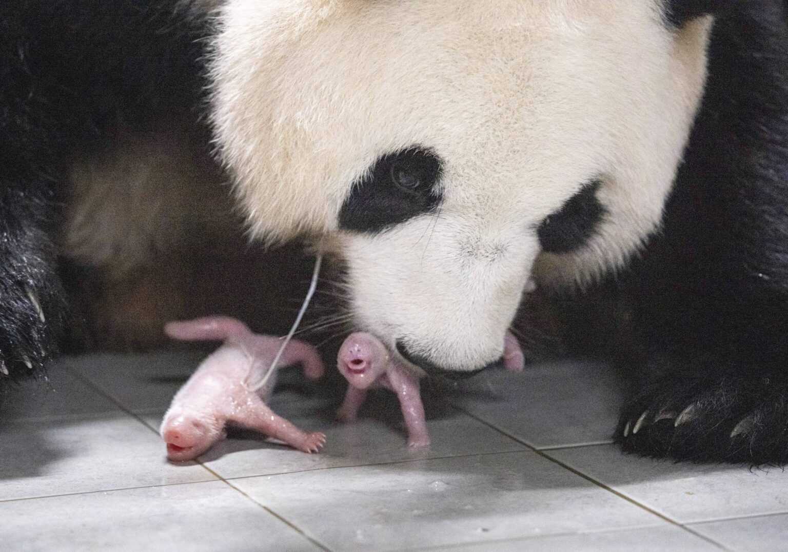 Giant Panda: Taxonomy, Habitat, Conservation status - My wildlife world