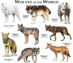 Wolves: Taxonomy, Habitat, Diet, Species - My wildlife world