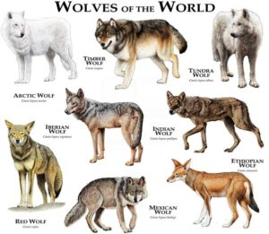 Wolves: Taxonomy, Habitat, Diet, Species - My wildlife world