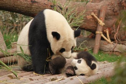 Giant Panda: Taxonomy, Habitat, Conservation status - My wildlife world