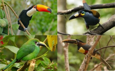 Types of Beaks - My wildlife world
