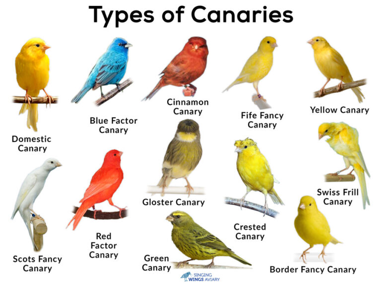 Types of Beaks - My wildlife world