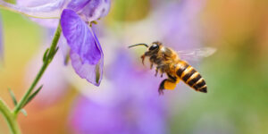 The Importance of Bees in Ecosystems - My wildlife world