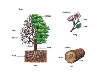 Understanding the Different Parts of a Tree - My wildlife world