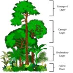 Forest Layers - My wildlife world